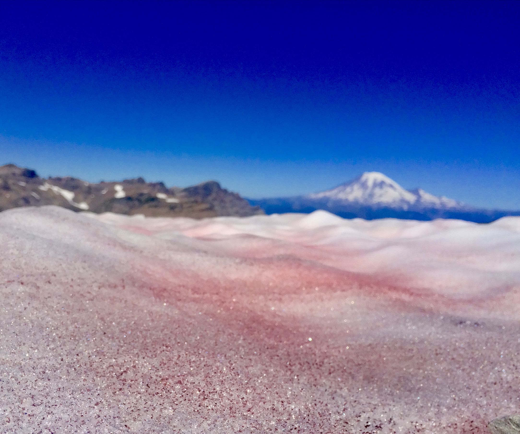 Snow Algae - Cascade Mountain Ascents